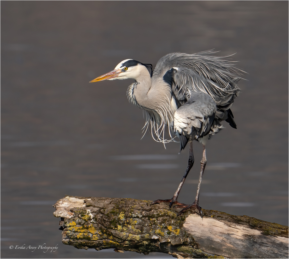 Vom Winde verweht…..oder Last abschütteln Foto & Bild | natur, schweiz ...