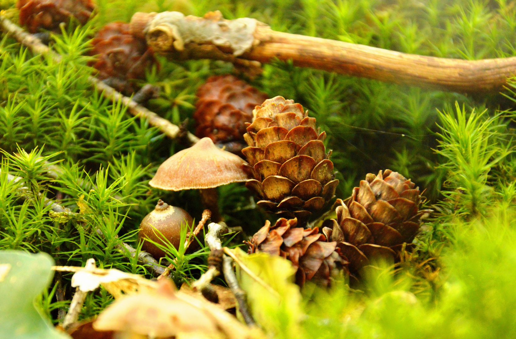 Von allem etwas... Foto & Bild | stillleben, landschaft, jahreszeiten ...