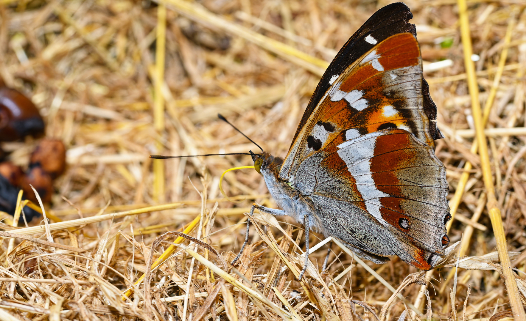 VON BLUMEN UND KOT: WARUM SCHETTERLINGE MANCHMAL ANDERE WEGE GEHEN Foto ...