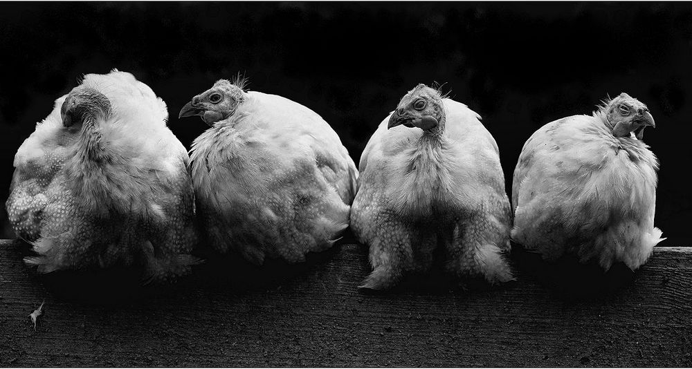 von den komischen vögeln... Foto & Bild | monochrom, bearbeitungs - techniken, vögel.... Bilder ...