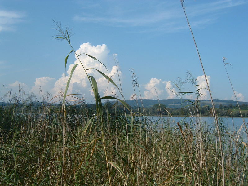 von der Mettnau am Bodensee Foto & Bild | landschaft, bach, fluss & see ...