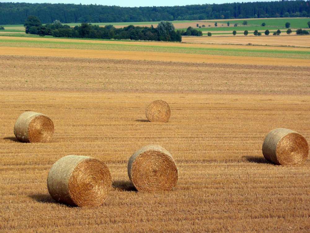 von der Rolle ... Foto & Bild | archiv projekte naturchannel ...
