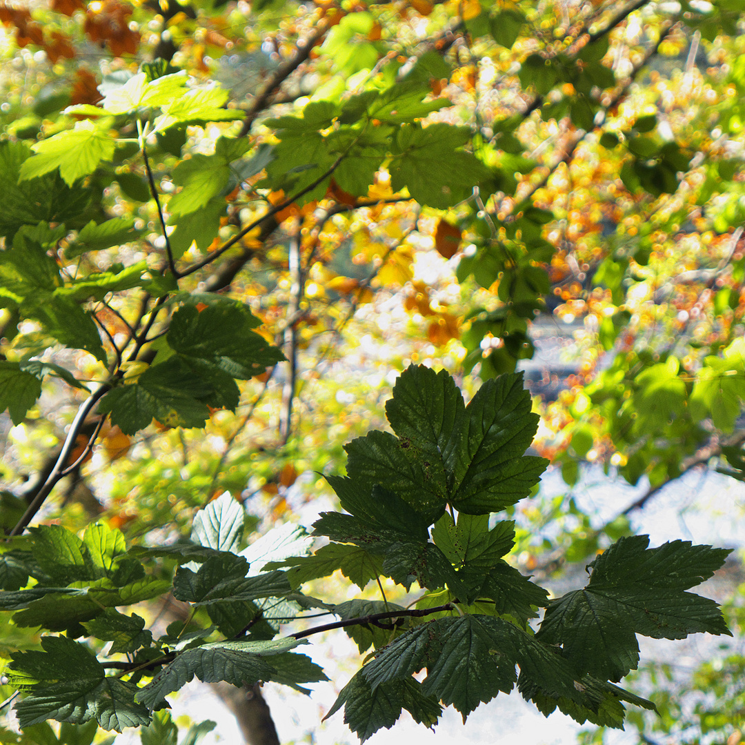 Von grün bis braun Foto & Bild | pflanzen, pilze & flechten, bäume ...
