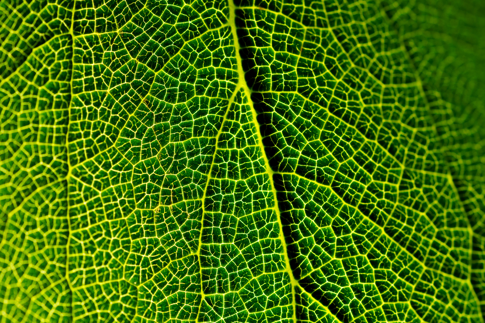 Von hinten betrachtet Foto & Bild | nah- & makro, techniken, aufnahme-techniken Bilder auf ...