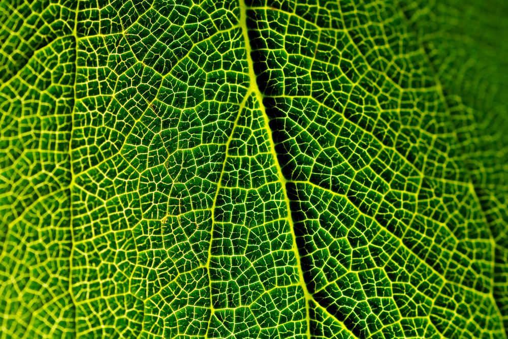 Von hinten betrachtet Foto & Bild | nah- & makro, techniken, aufnahme-techniken Bilder auf ...