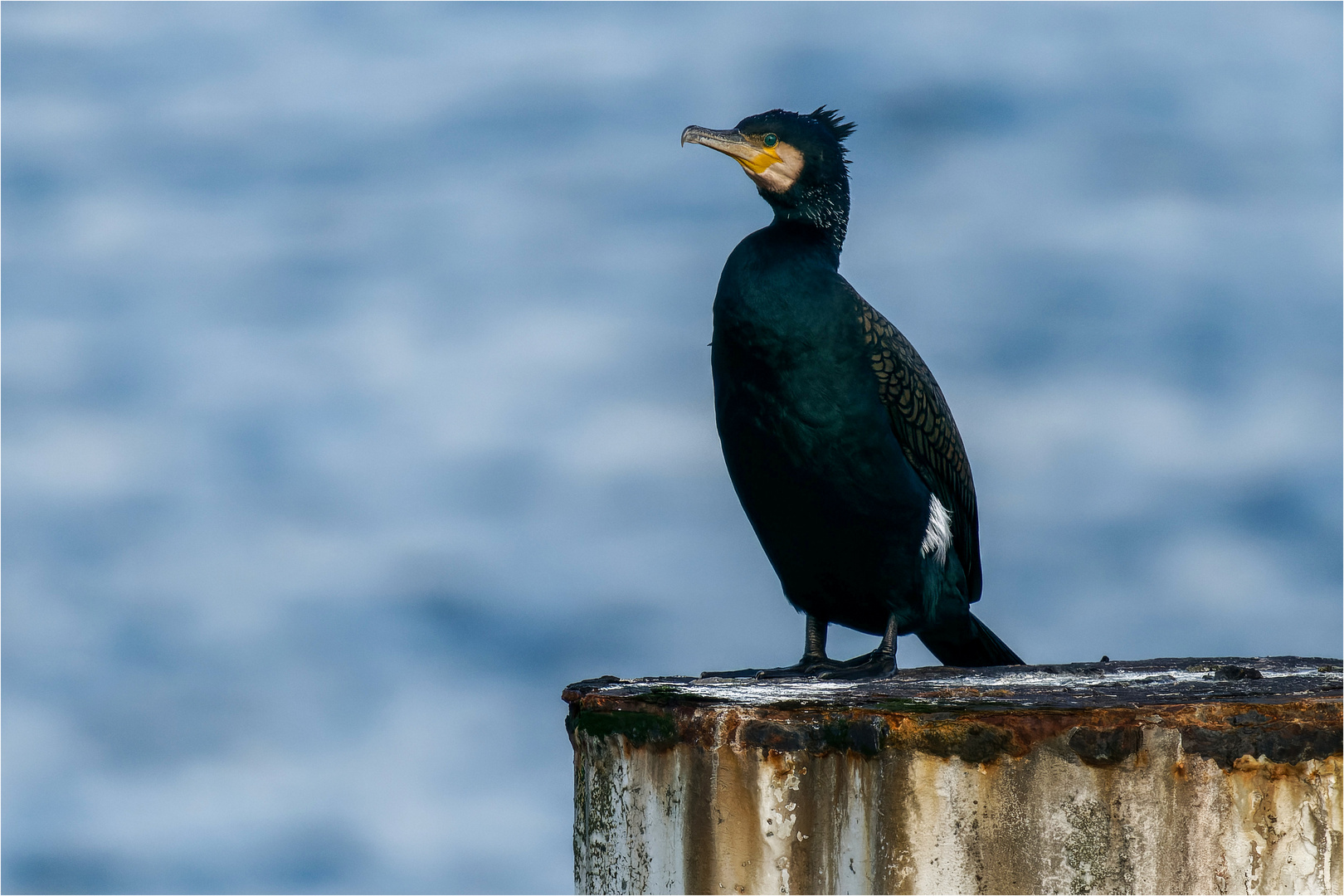 von hoch oben auf dem Duckdalben ..... Foto & Bild | tiere, wildlife ...