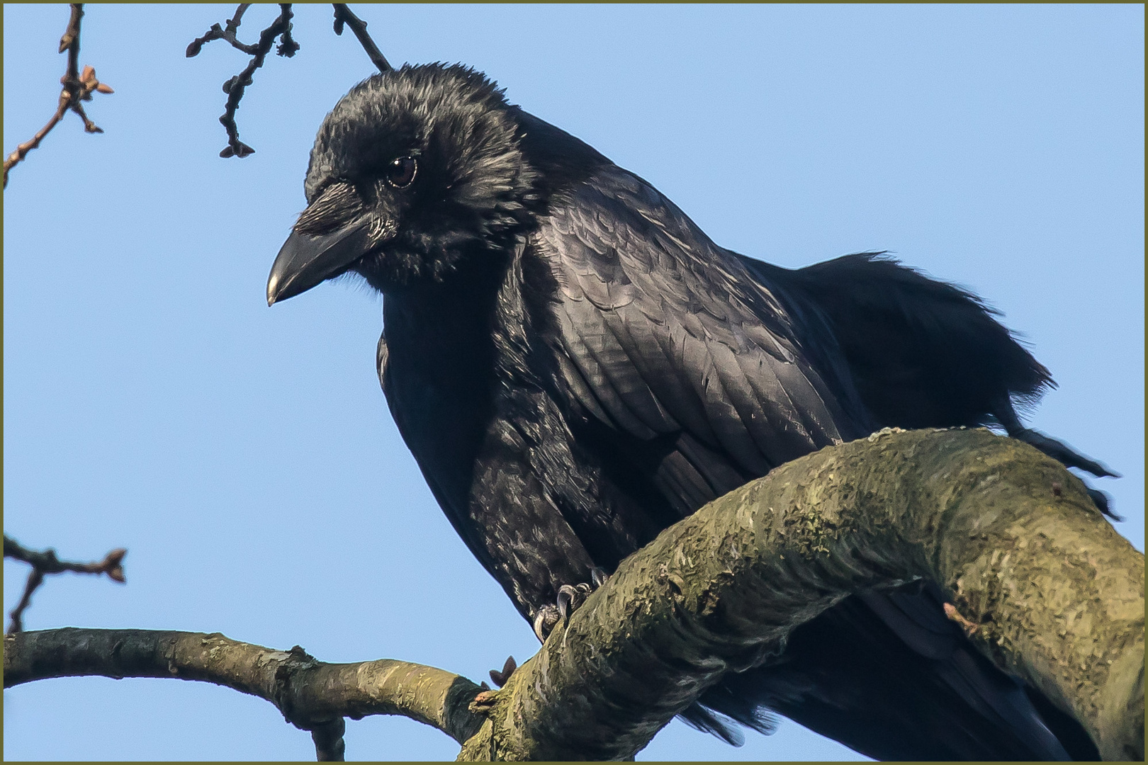 Von hoch oben in den Ästen ..... Foto & Bild | tiere, wildlife, wild ...