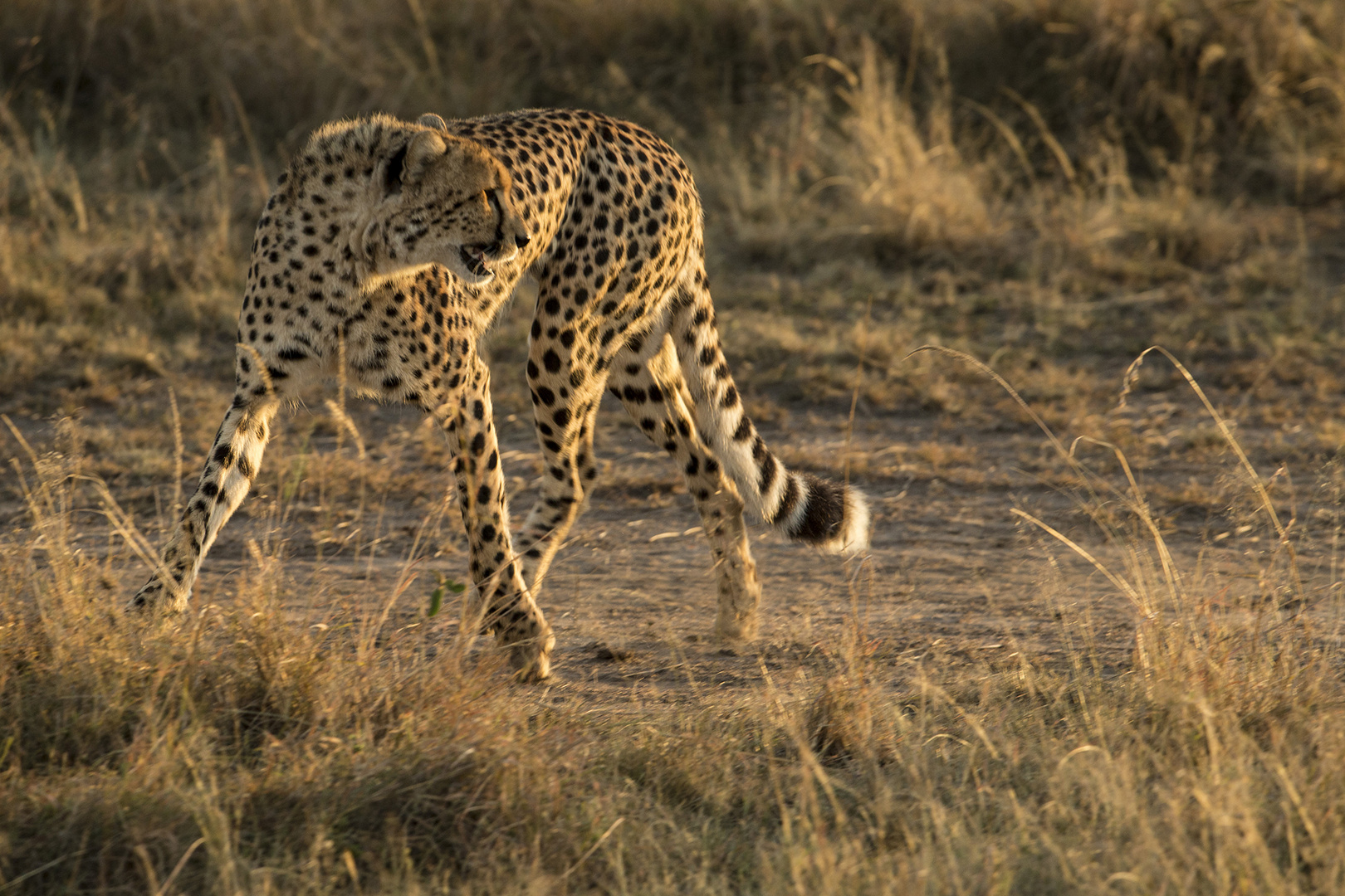 Von Paviane gejagd Foto & Bild | tiere, wildlife, säugetiere Bilder auf ...