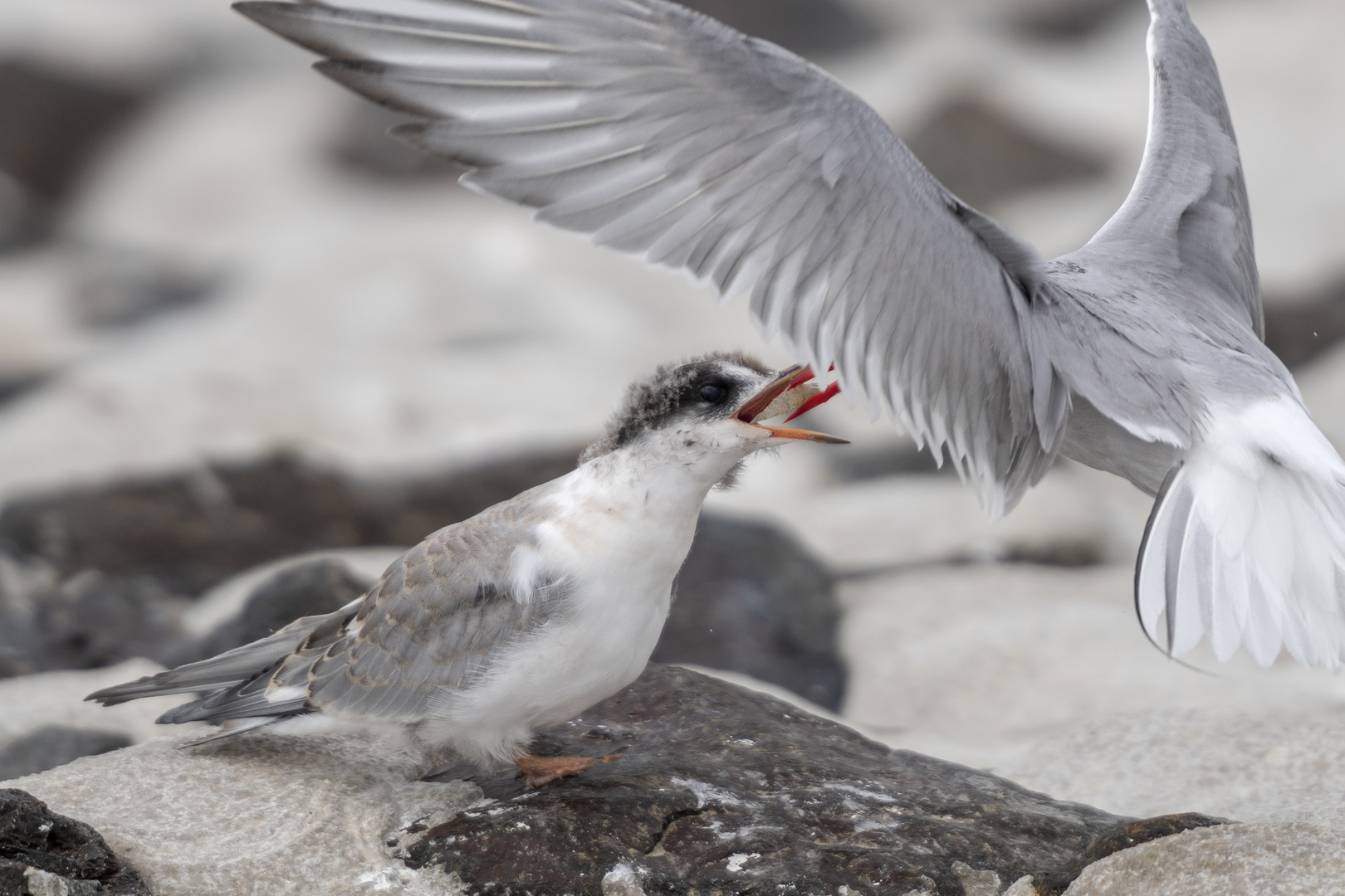 Von Schnabel zu Schnabel Foto & Bild | tiere, wildlife, wild lebende ...