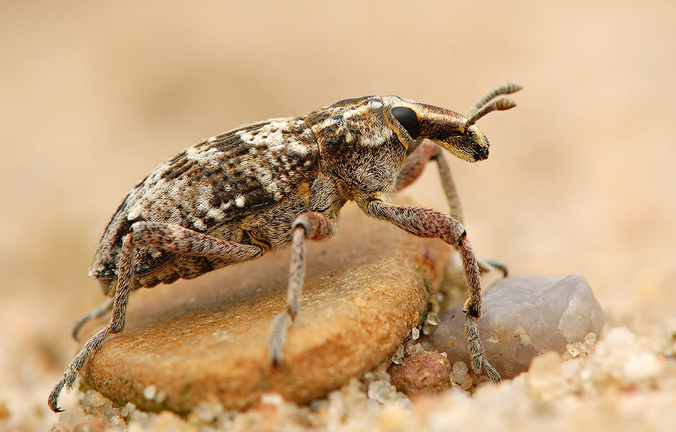 Von wegen, träge… Foto & Bild | tiere, wildlife, insekten Bilder auf ...