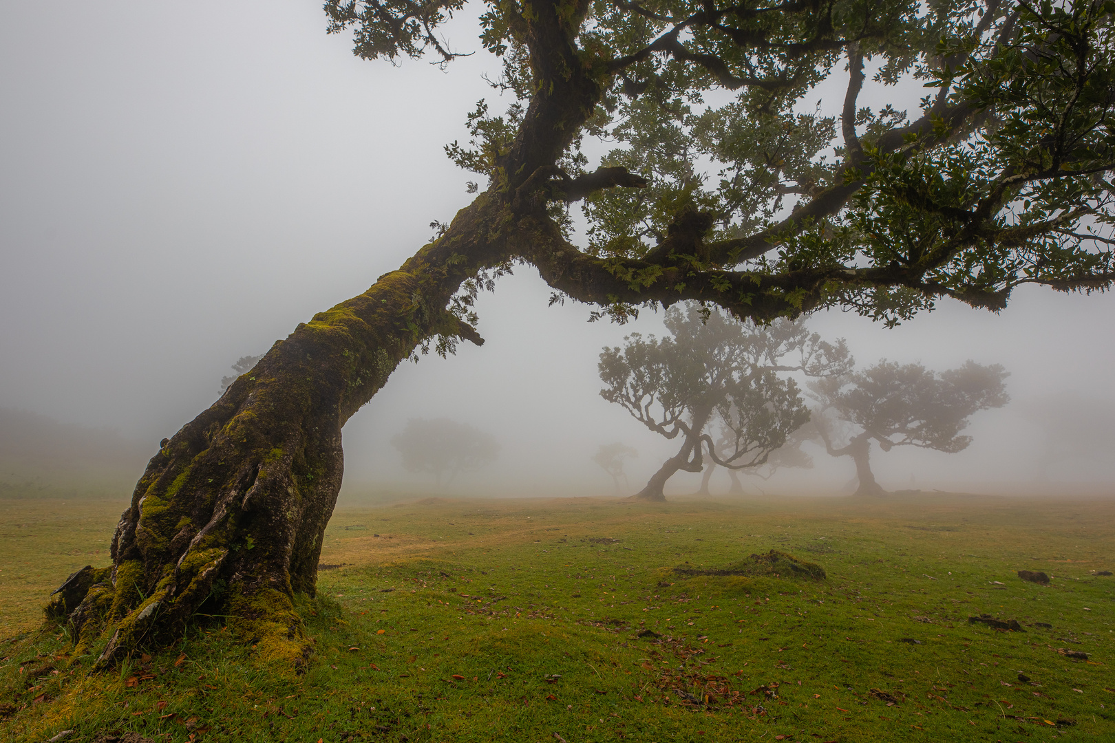 Von Wind und Wetter gebeugt... Foto & Bild | europe, portugal, pflanzen ...