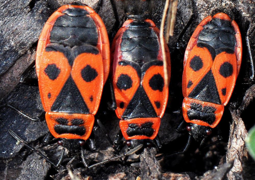 Voodoo-Geister Foto & Bild | tiere, wildlife, insekten Bilder auf ...