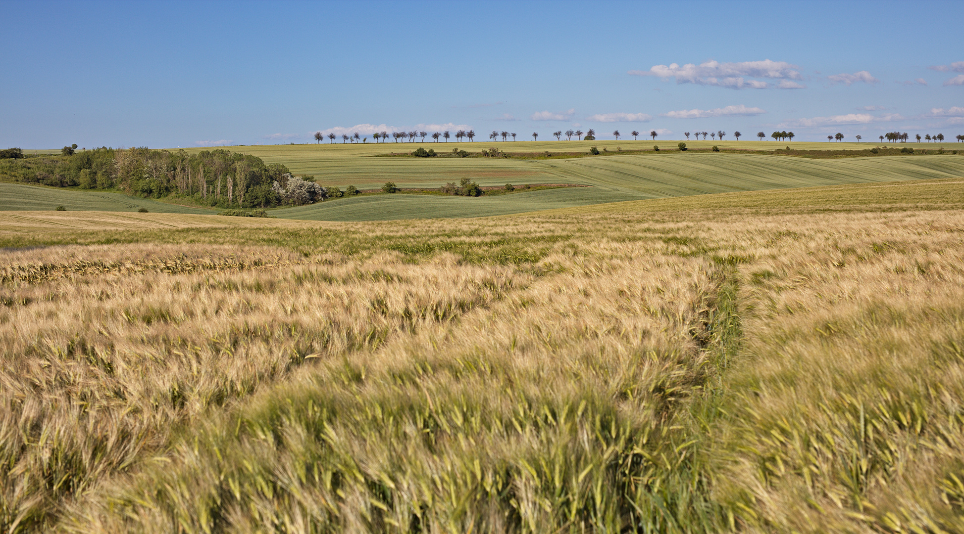 Vor der Ernte Foto & Bild | deutschland, europe, sachsen- anhalt Bilder ...