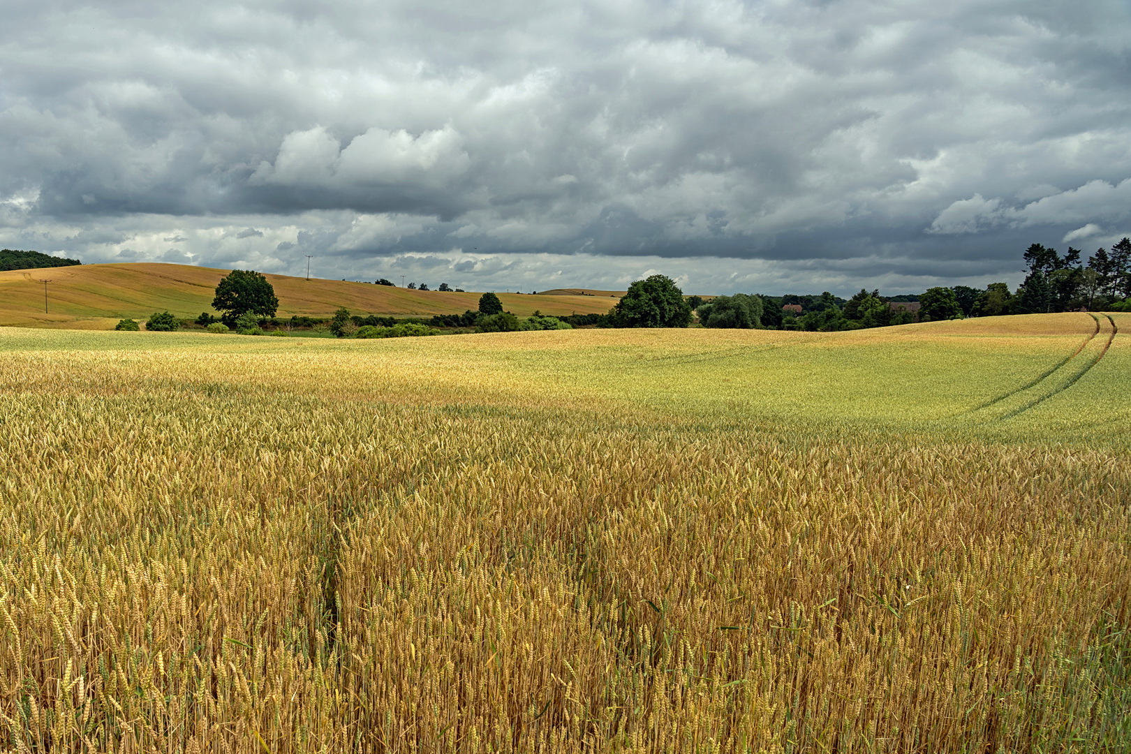 Vor der Ernte Foto & Bild | jahreszeiten, sommer, mecklenburg vorpomme ...