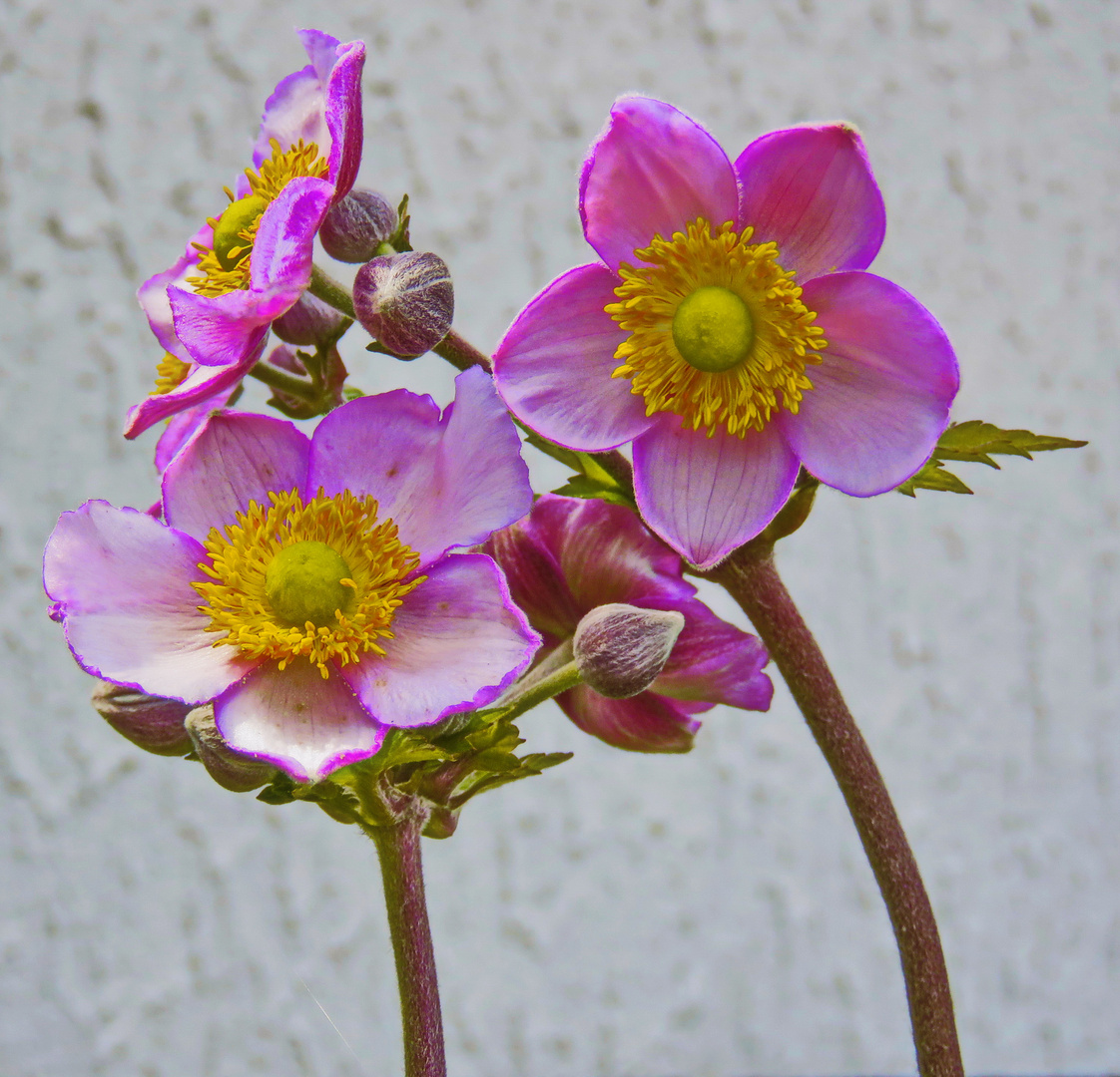 vor Haus am Weg ...etwa schon "Herbst-Anemonen" ? ;-), Foto & Bild | pflanzen, pilze & flechten ...