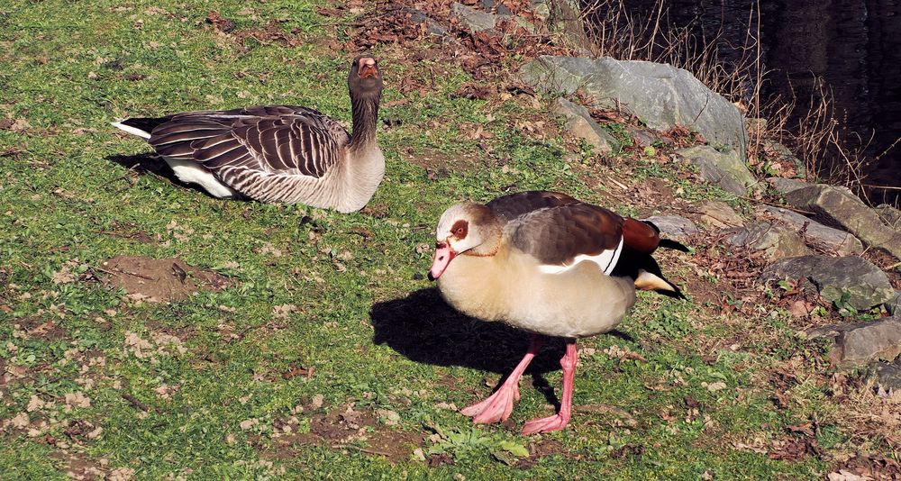 Vorbei schleichen … Foto & Bild | natur, nilgans, tiere Bilder auf ...