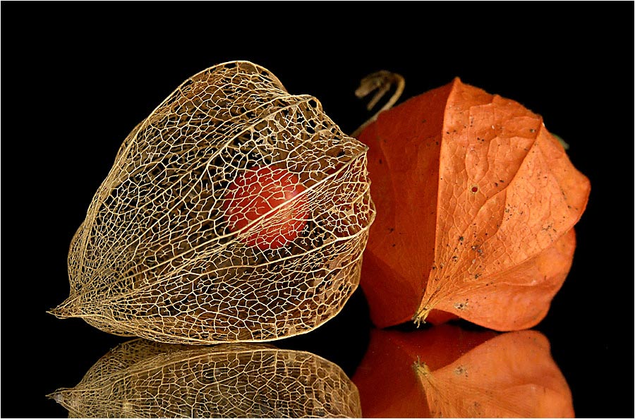 Vorbilder der Bionik Foto & Bild | experimente, gespiegelt, spezial ...