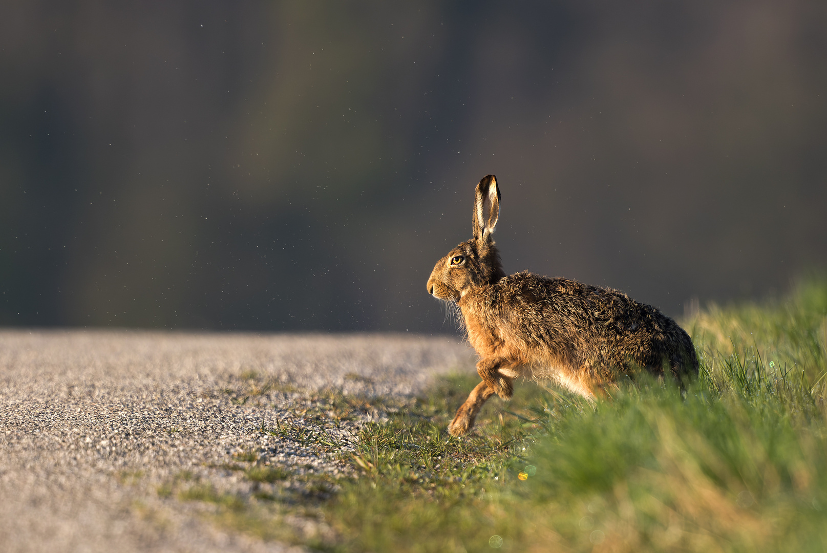 Vorbildlich... Foto & Bild | tiere, wildlife, säugetiere Bilder auf ...