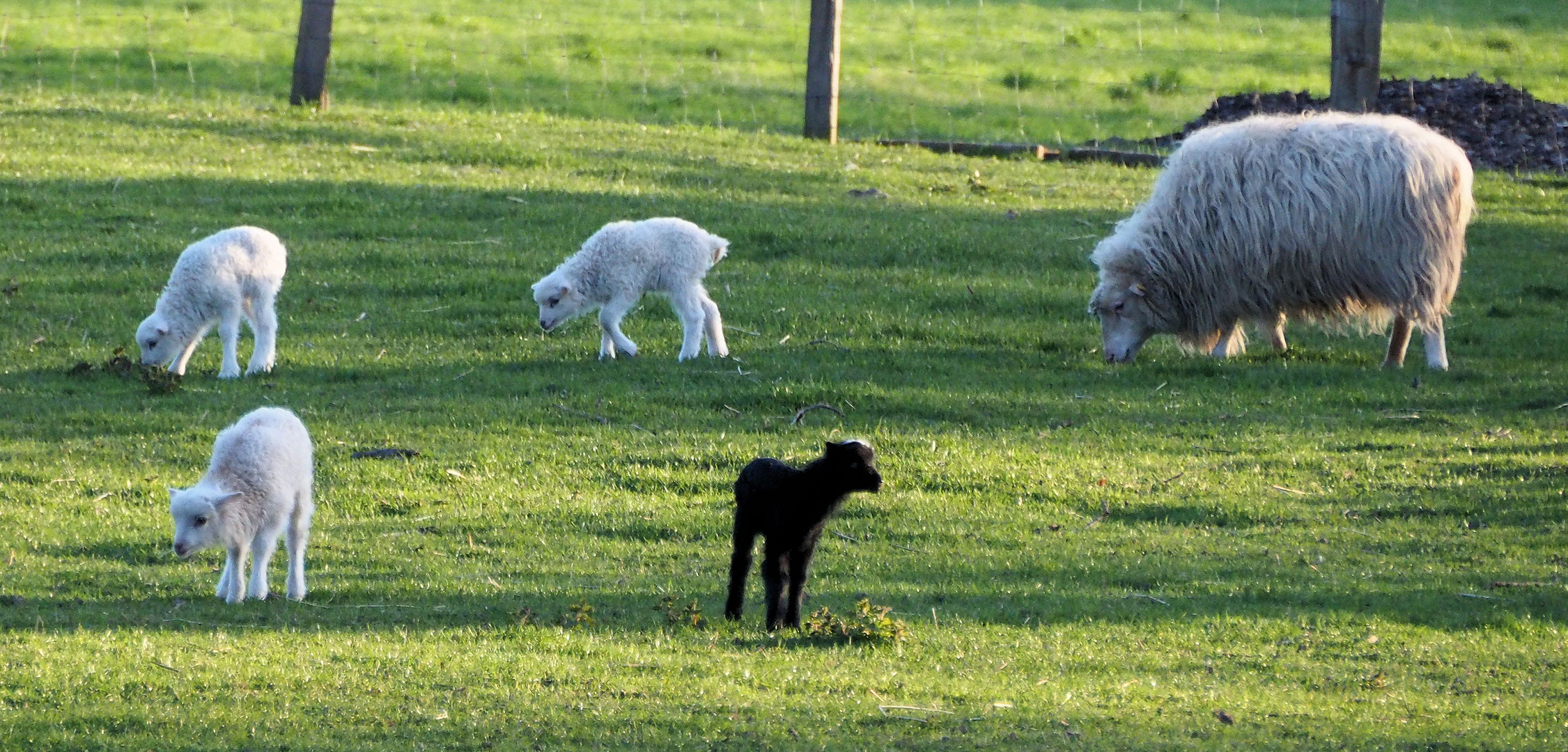 Vorbildlich sie halten Abstand... Foto & Bild | fotos, natur, tiere ...