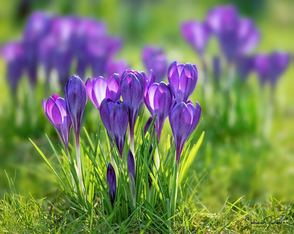 Vorboten des Frühlings Foto & Bild | natur-makros, projekte, natur-kreativ Bilder auf fotocommunity