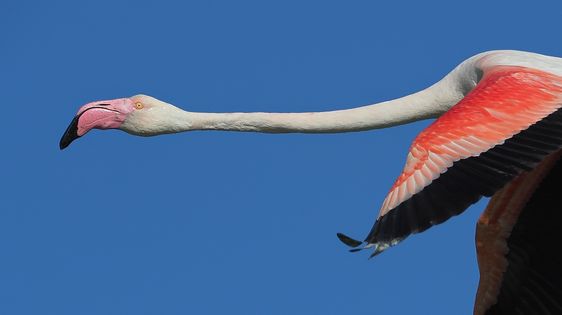 Vorne Foto & Bild | natur, flamingo, tiere Bilder auf fotocommunity