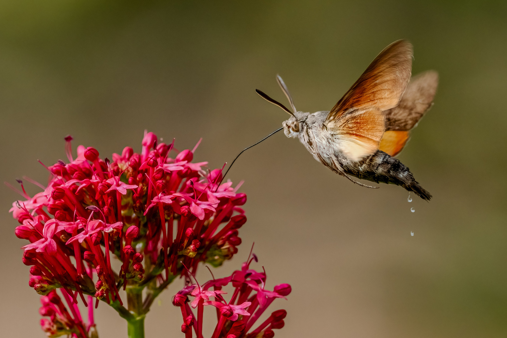 Vorne rein - hinten raus Foto & Bild | tiere, wildlife, schmetterlinge ...