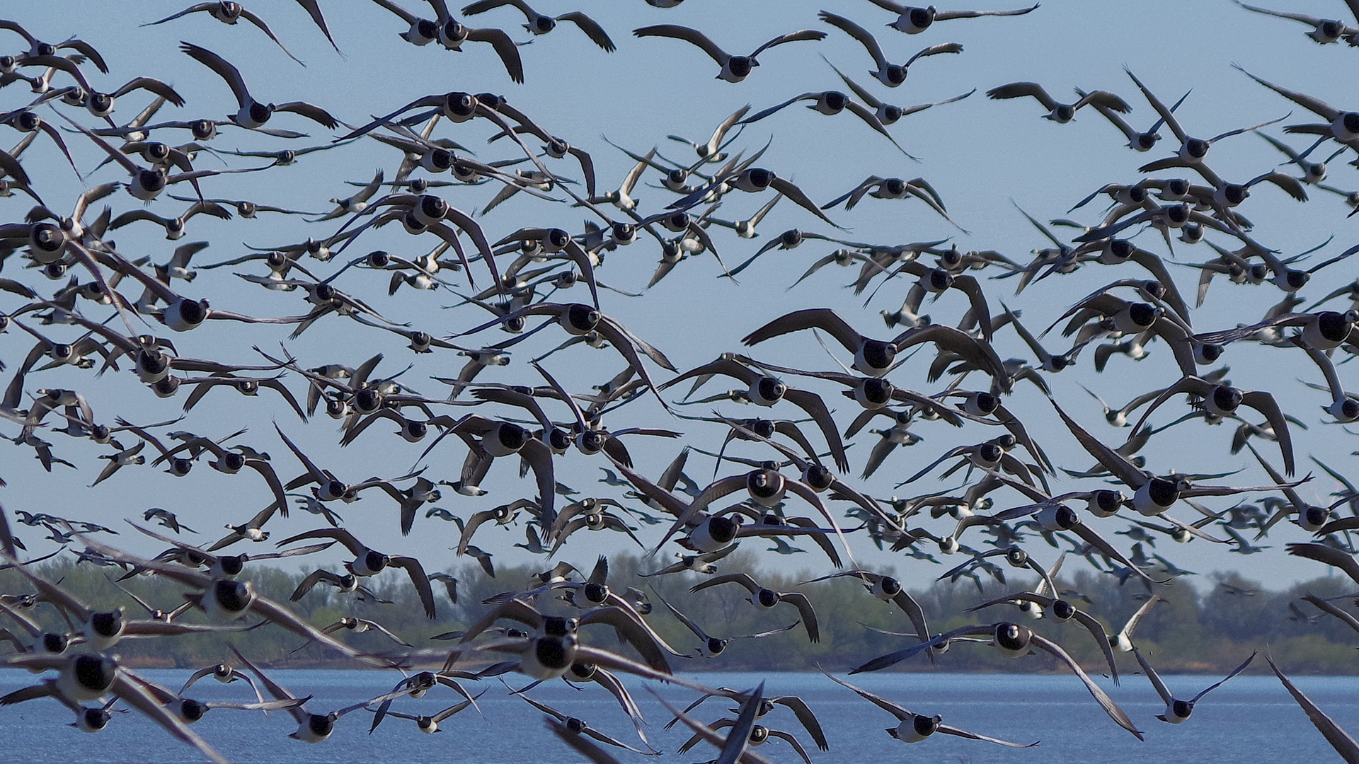 Vorsicht, ducken Foto & Bild | tiere, wildlife, wild lebende vögel ...