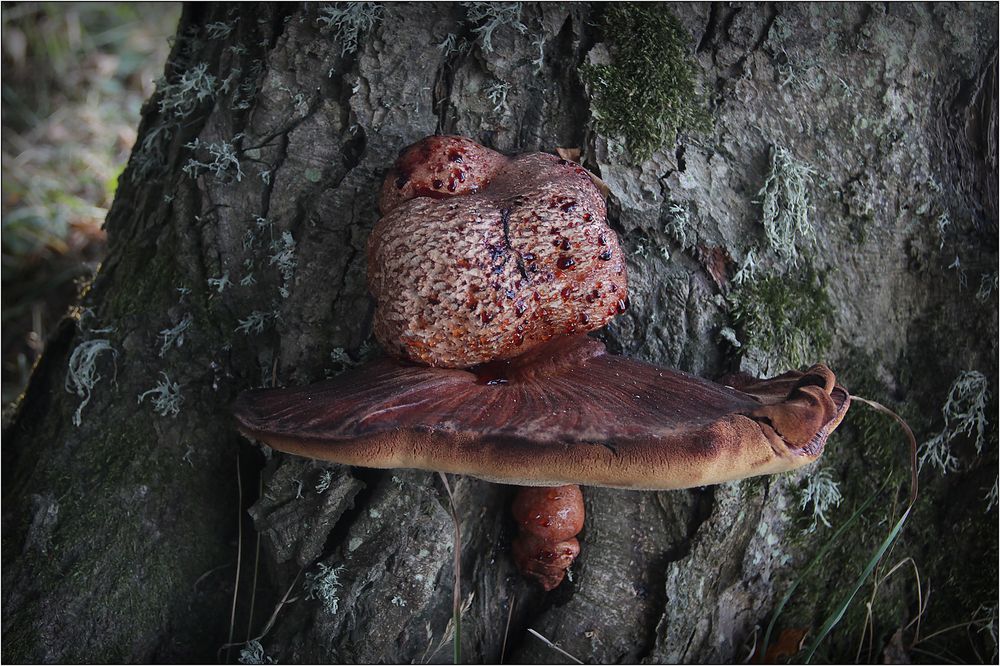 Vorsicht – eklig ..!! Foto & Bild | natur, pilz, pflanzen Bilder auf ...