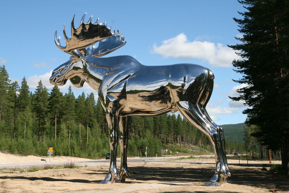 Vorsicht Elche!!! Foto & Bild | moose, norwegen, north Bilder auf ...