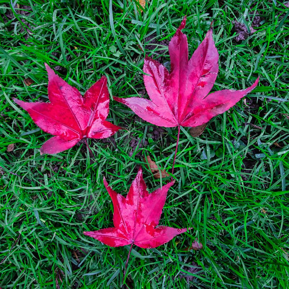 Vorsicht, frisch gestrichen. Foto & Bild | natur-kreativ, natur, herbst ...