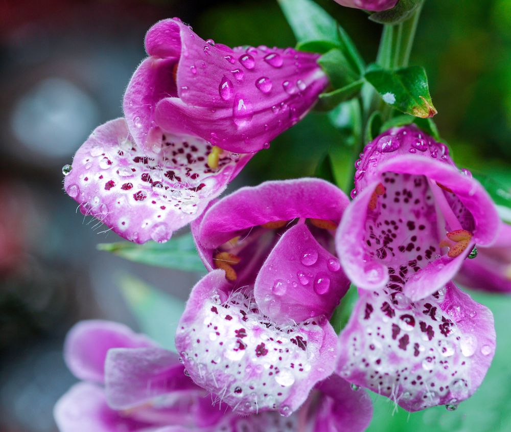 Vorsicht giftig ... Foto & Bild | makro, natur, giftig Bilder auf ...