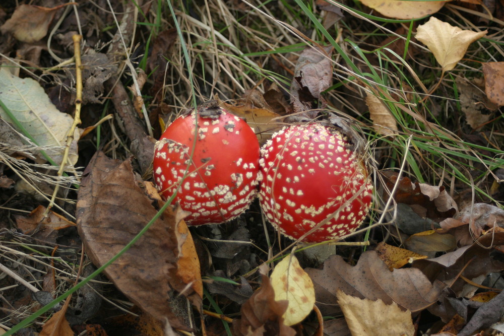 Vorsicht Giftig!!!!!!!!!!!! Foto & Bild | pflanzen, pilze & flechten ...