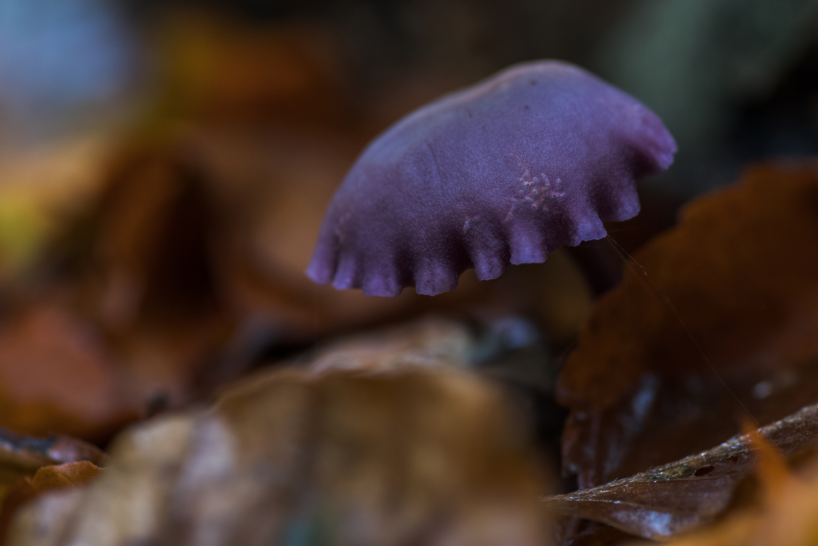 Vorsicht giftig!? Foto & Bild | wald, natur, herbst Bilder auf ...