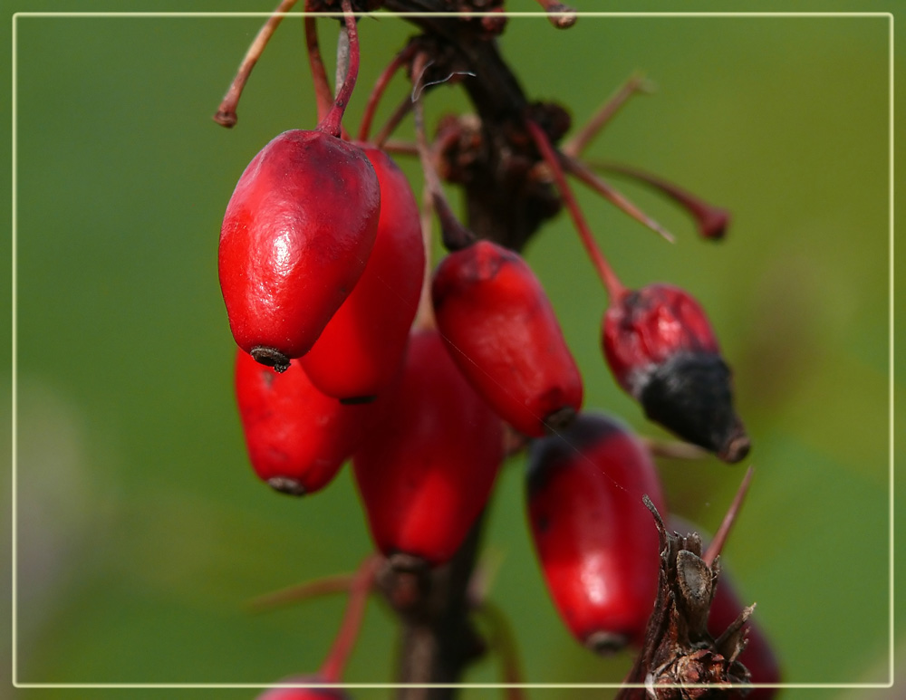 Vorsicht giftig! Foto & Bild | pflanzen, pilze & flechten, blüten ...