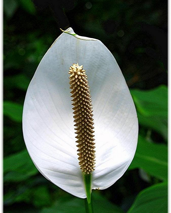 Vorsicht >giftig Foto & Bild | pflanzen, pilze & flechten, blüten ...