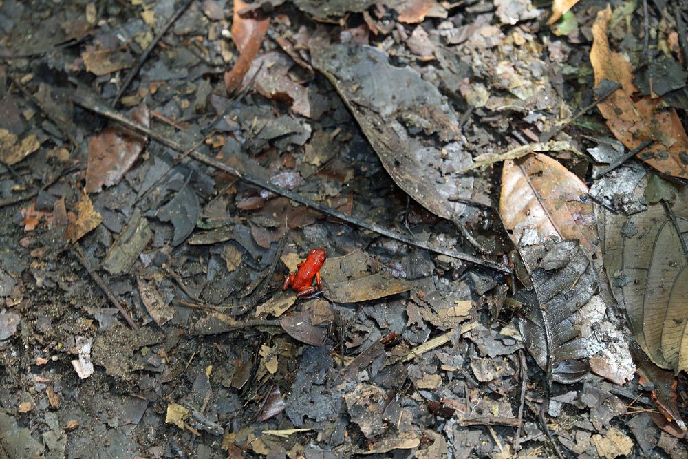 "Vorsicht, ich bin giftig!" Foto & Bild | fotos, world, wald Bilder auf ...