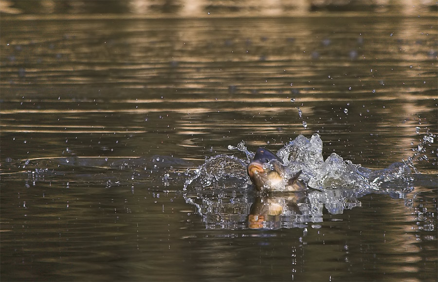 Vorsicht - springende Fische (Karpfen) Foto & Bild | tiere, wildlife ...