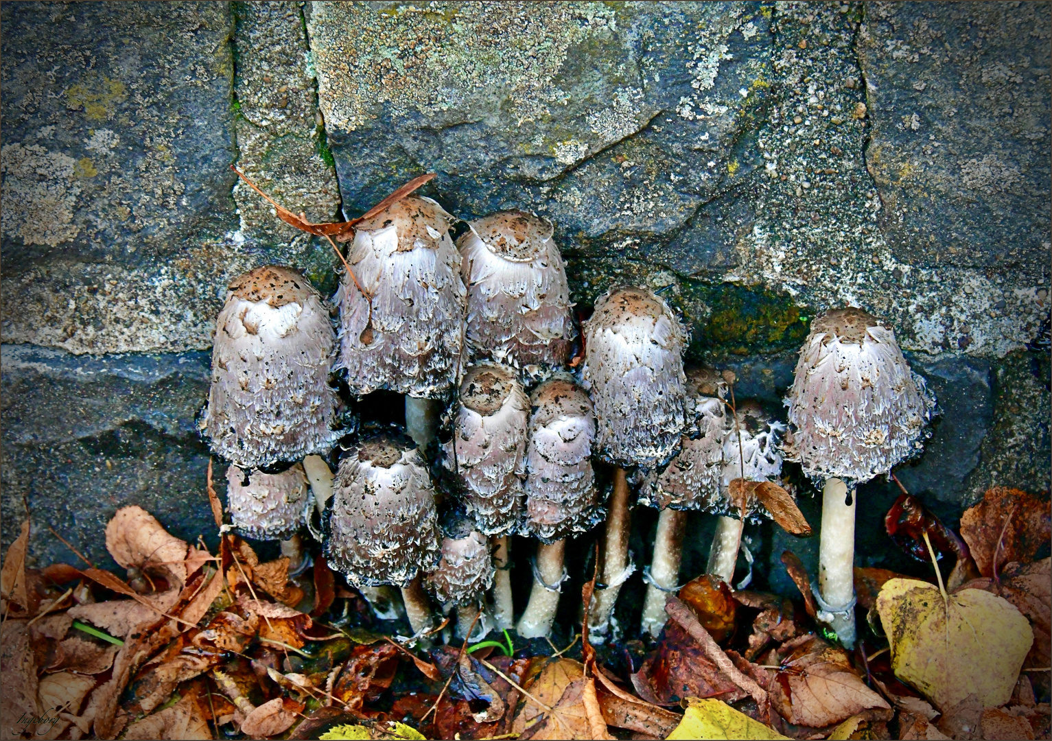 Vorstellungsgespräch der Schopf-Tintlinge Foto & Bild | outdoor, natur ...