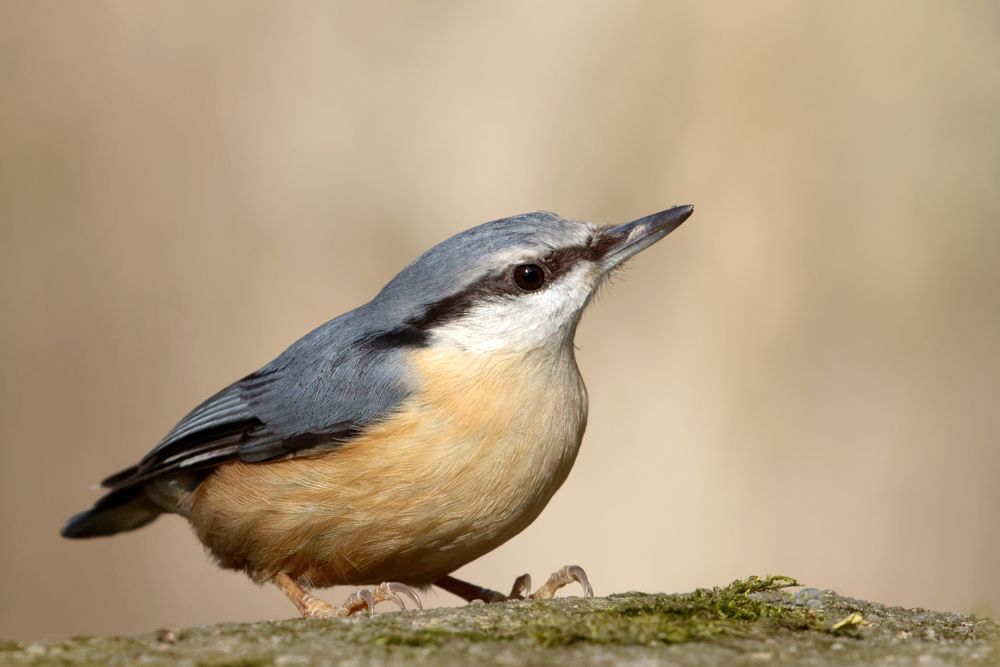 Vorwitziger Kleiber - Sitta europaea - Foto & Bild | natur, vogel ...