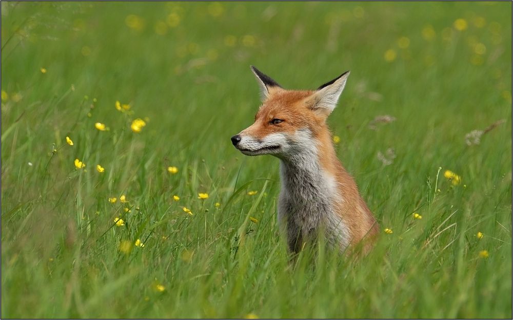 Voß in der Wiese Foto & Bild | natur, tiere, wildlife Bilder auf fotocommunity