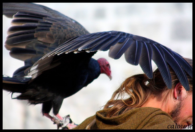 vrais ou faux.. con photo et image | animaux, zoo et animaux en ...