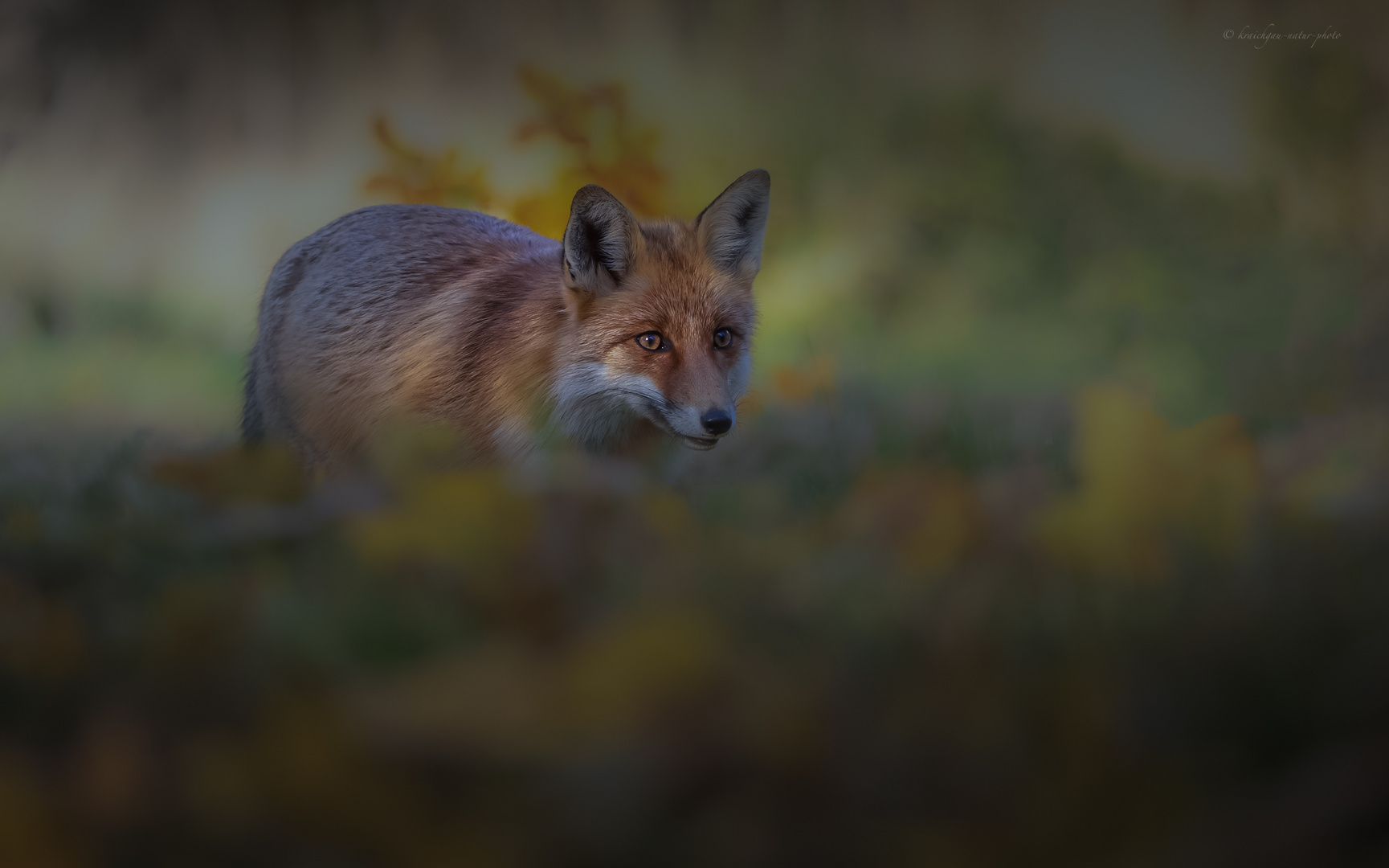 vulpes autumna ___ Foto & Bild | natur, herbst, olympus Bilder auf ...