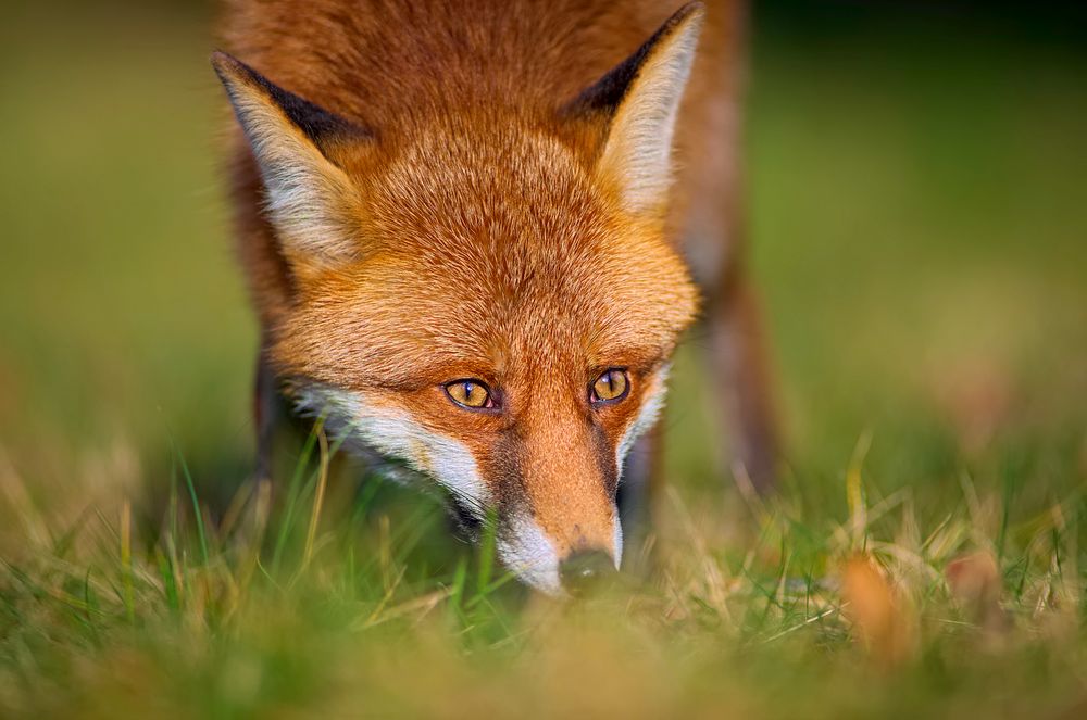 Vulpes vulpes Foto & Bild | tiere, wildlife, säugetiere Bilder auf ...