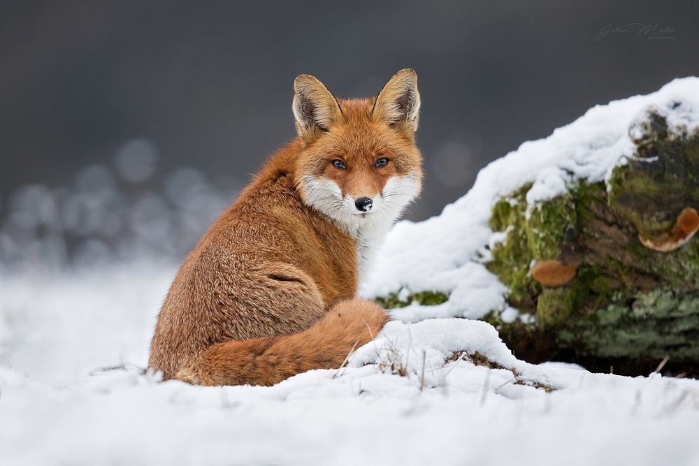VULPES VULPES Foto & Bild | tiere, wildlife, säugetiere Bilder auf ...