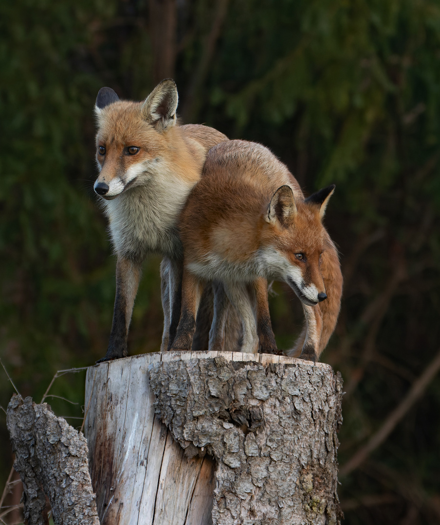 Vulpes vulpes - Rotfuchspaar - Fuchsliebe Foto & Bild | hunde, frühling ...