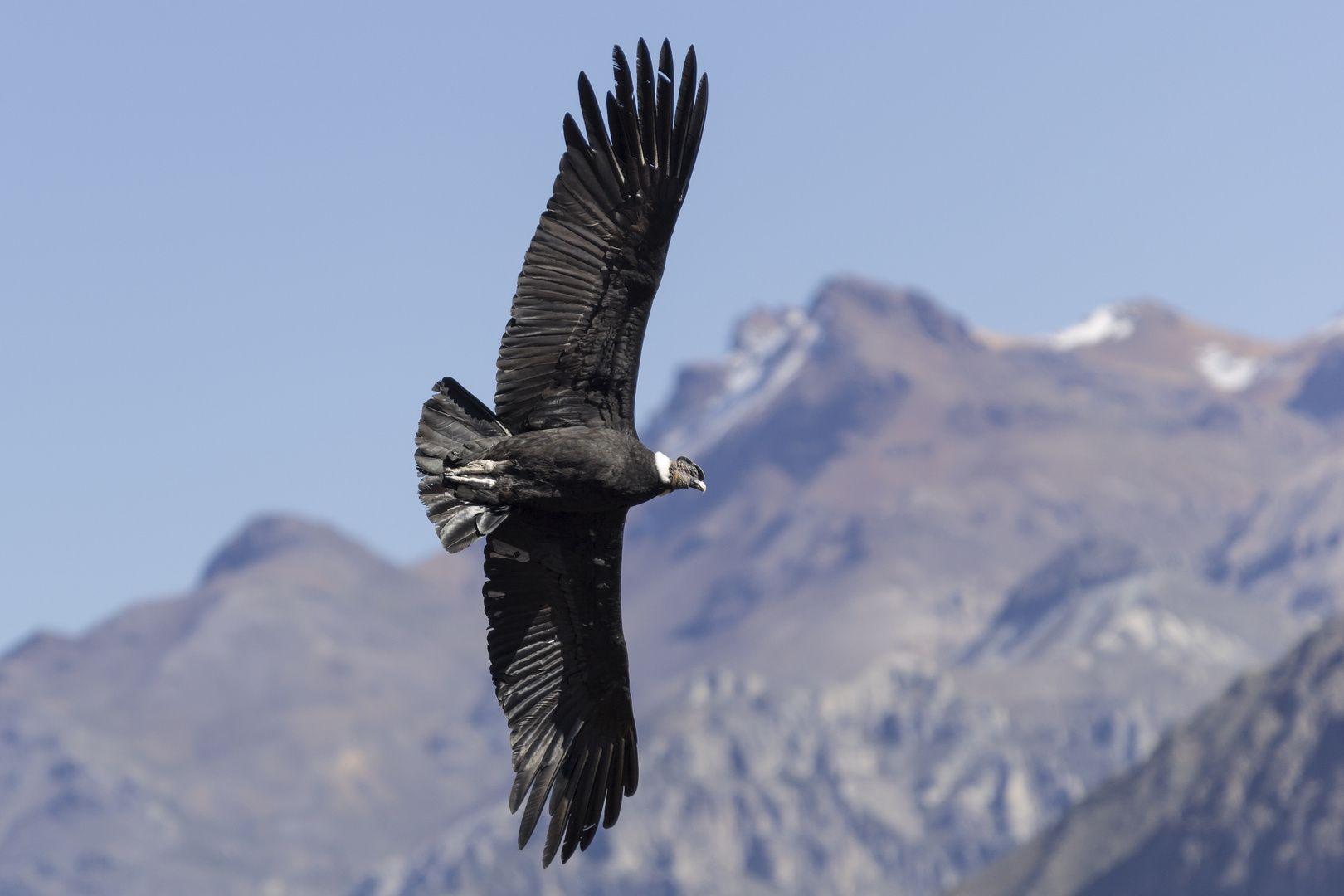 Vultur gryphus 6 Foto & Bild | world, natur, tiere Bilder auf fotocommunity
