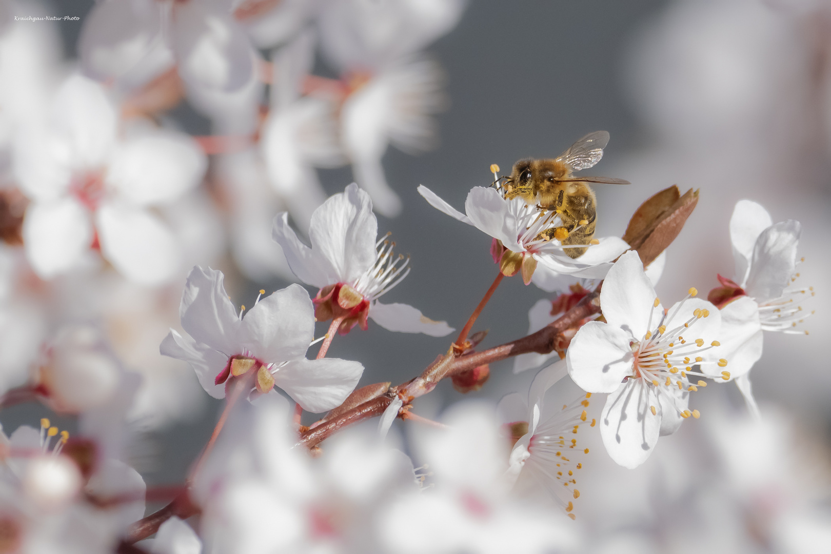 w e n n ‘ s _ s p r i e ß t Foto & Bild | frühling, lumix, natur Bilder auf fotocommunity