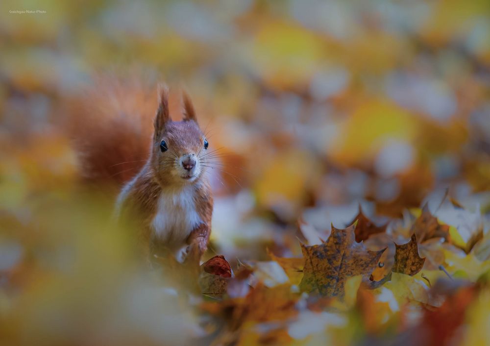 w o _ h a b t _ i h r ‘ s e _ v e r s t e c k t ? ? Foto & Bild | eichhörnchen, lumix, natur ...