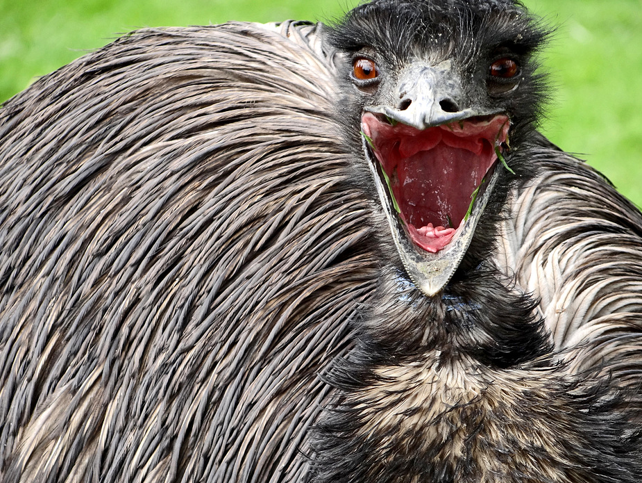 WAAAS..... Foto & Bild | tiere, zoo, wildpark & falknerei, vögel Bilder ...