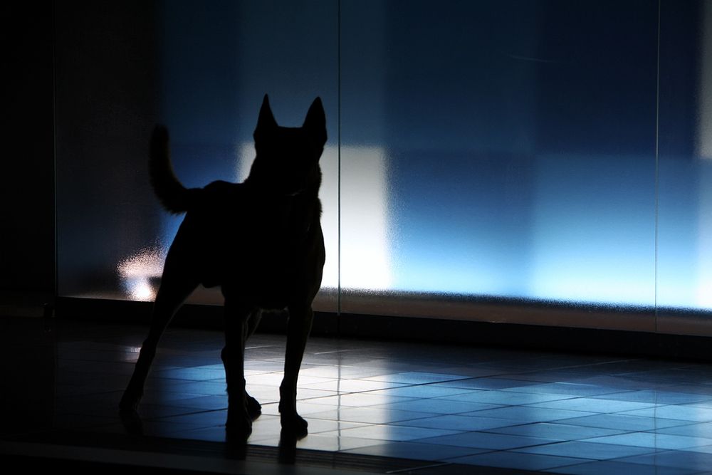 wachsam Foto & Bild | tiere, haustiere, hunde Bilder auf fotocommunity